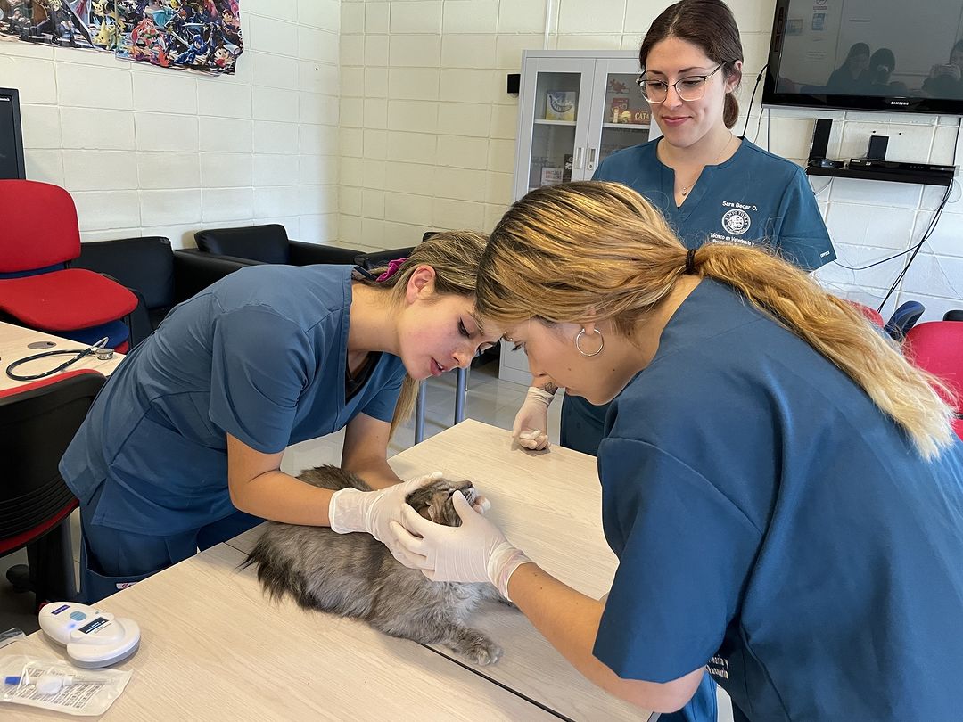 Estudiantes realizan operativo veterinario en Sede Viña del Mar ...